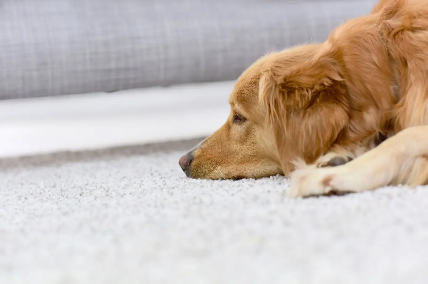 Why Does Dog Poop Turn White And Fuzzy