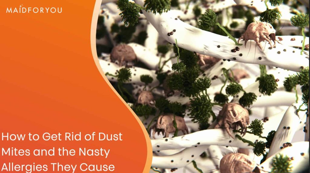 How to Get Rid of Dust Mites | MaidForYou