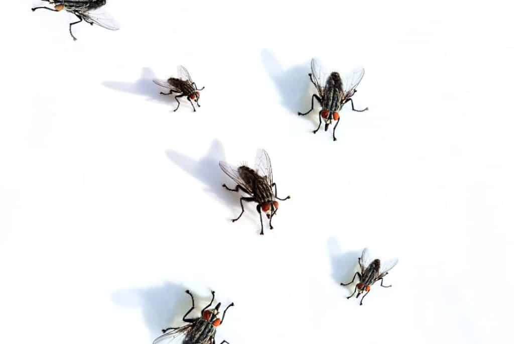 The Many Ways to Get Rid of Houseflies